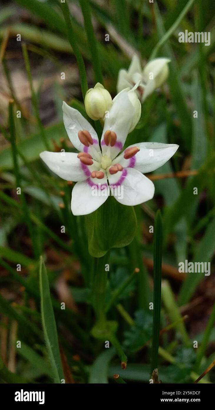 Early Nancy (Wurmbea dioica) Plantae Stock Photo - Alamy