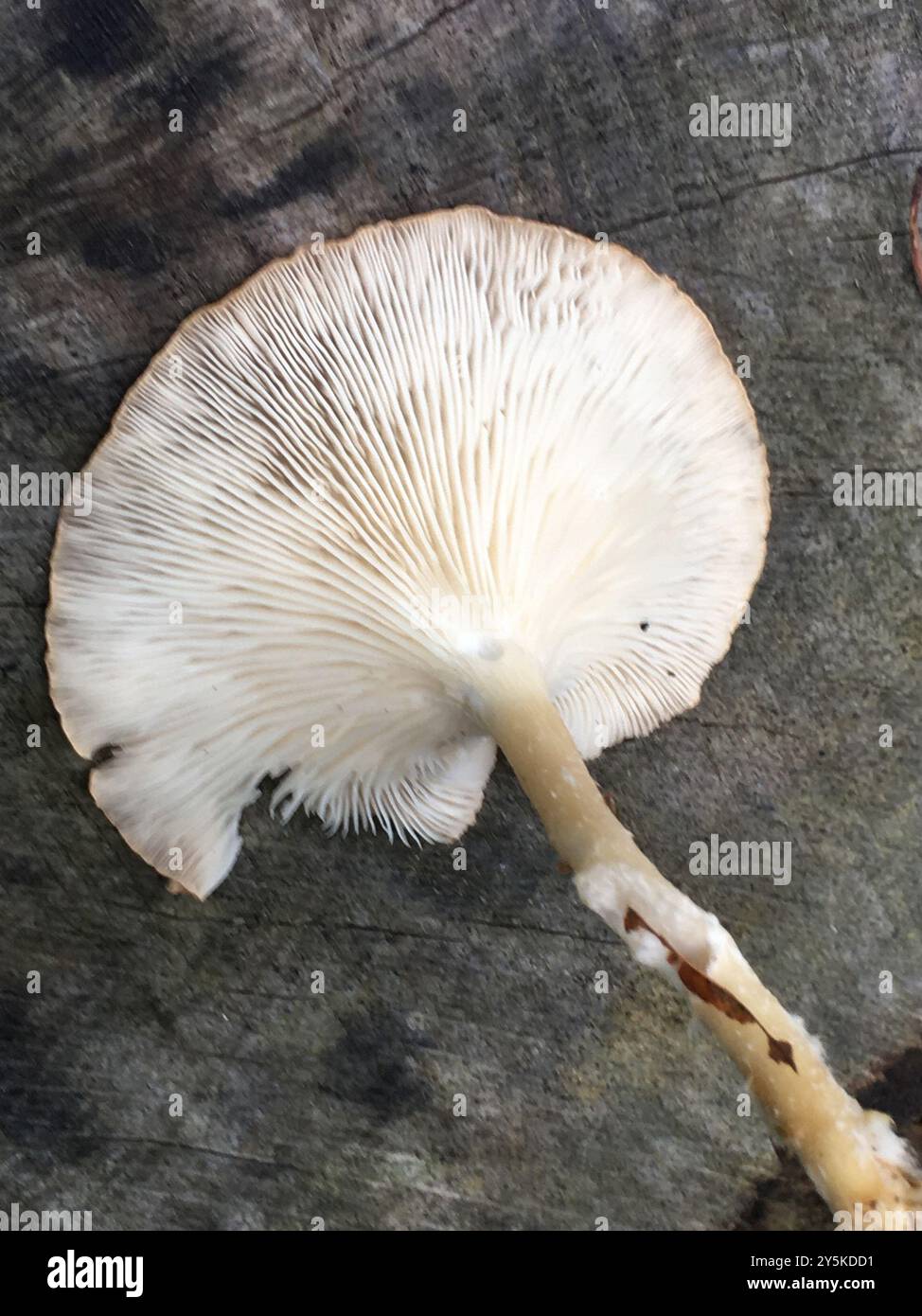 Common Funnel (Infundibulicybe gibba) Fungi Stock Photo - Alamy