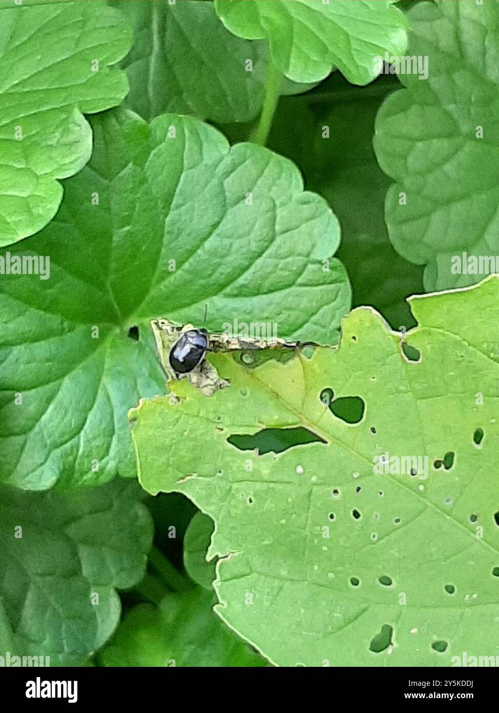 White-margined Burrower Bug (Sehirus cinctus) Insecta Stock Photo - Alamy