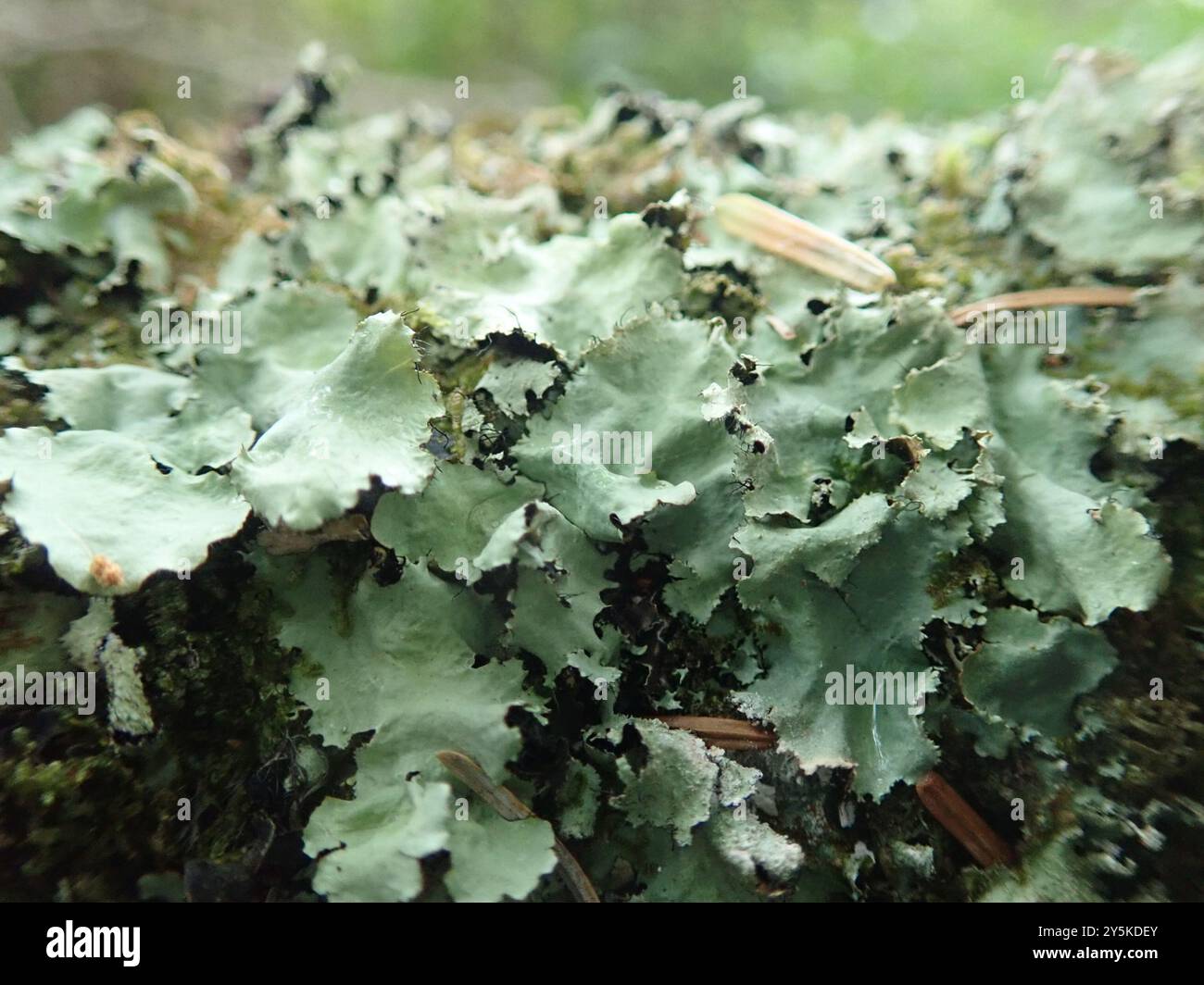 Ruffle Lichens (Parmotrema) Fungi Stock Photo - Alamy