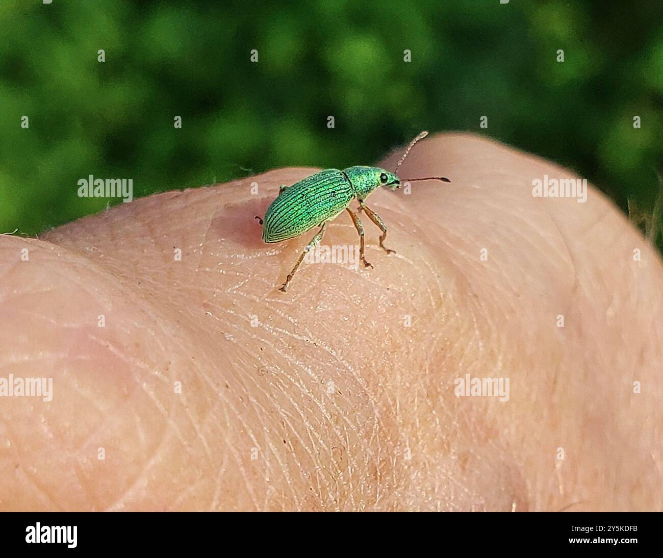 Green Immigrant Leaf Weevil (Polydrusus formosus) Insecta Stock Photo ...