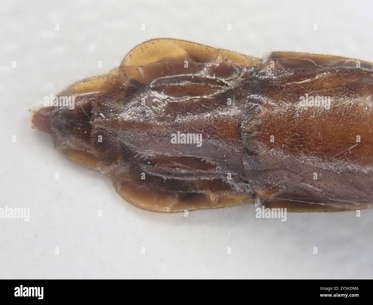 Ship-timber Beetles (Atractocerus) Insecta Stock Photo - Alamy