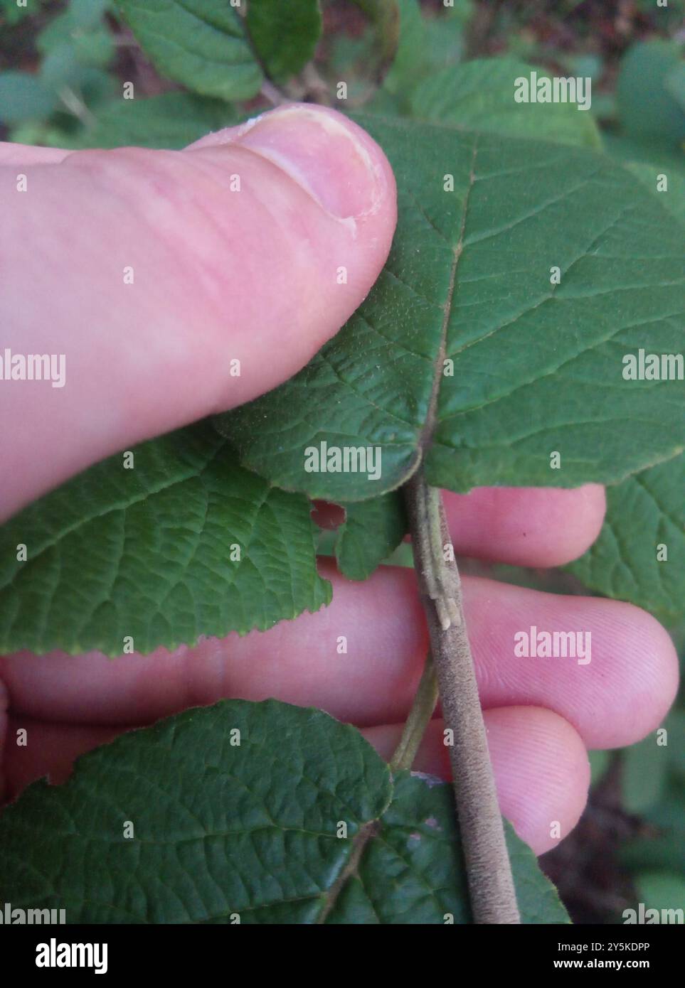 Wayfaring-tree (Viburnum lantana) Plantae Stock Photo - Alamy