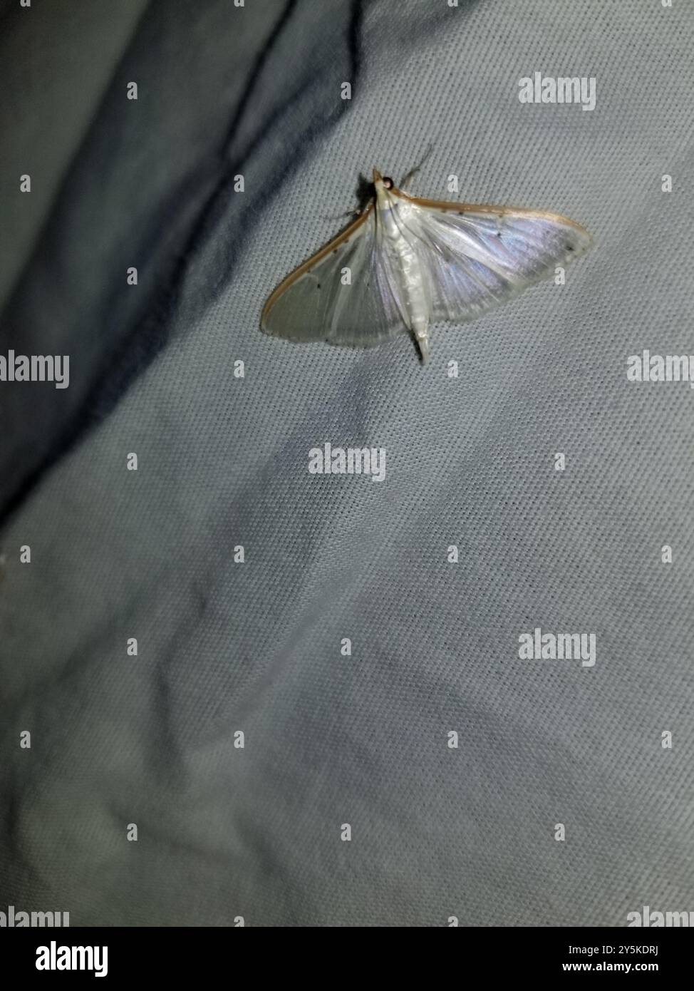 Four-spotted Palpita Moth (Palpita quadristigmalis) Insecta Stock Photo ...