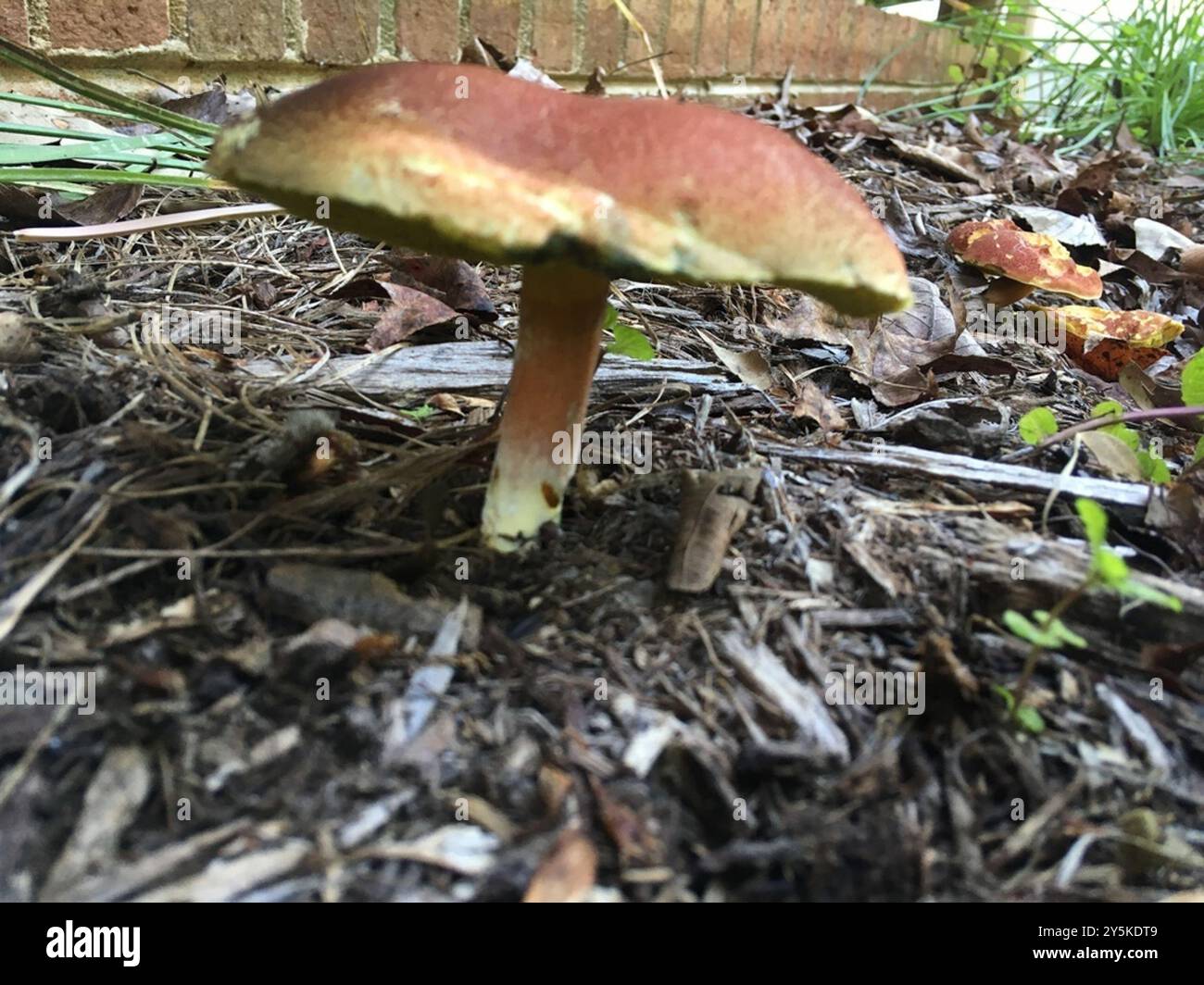 Basidiomycete Fungi (Basidiomycota) Fungi Stock Photo - Alamy