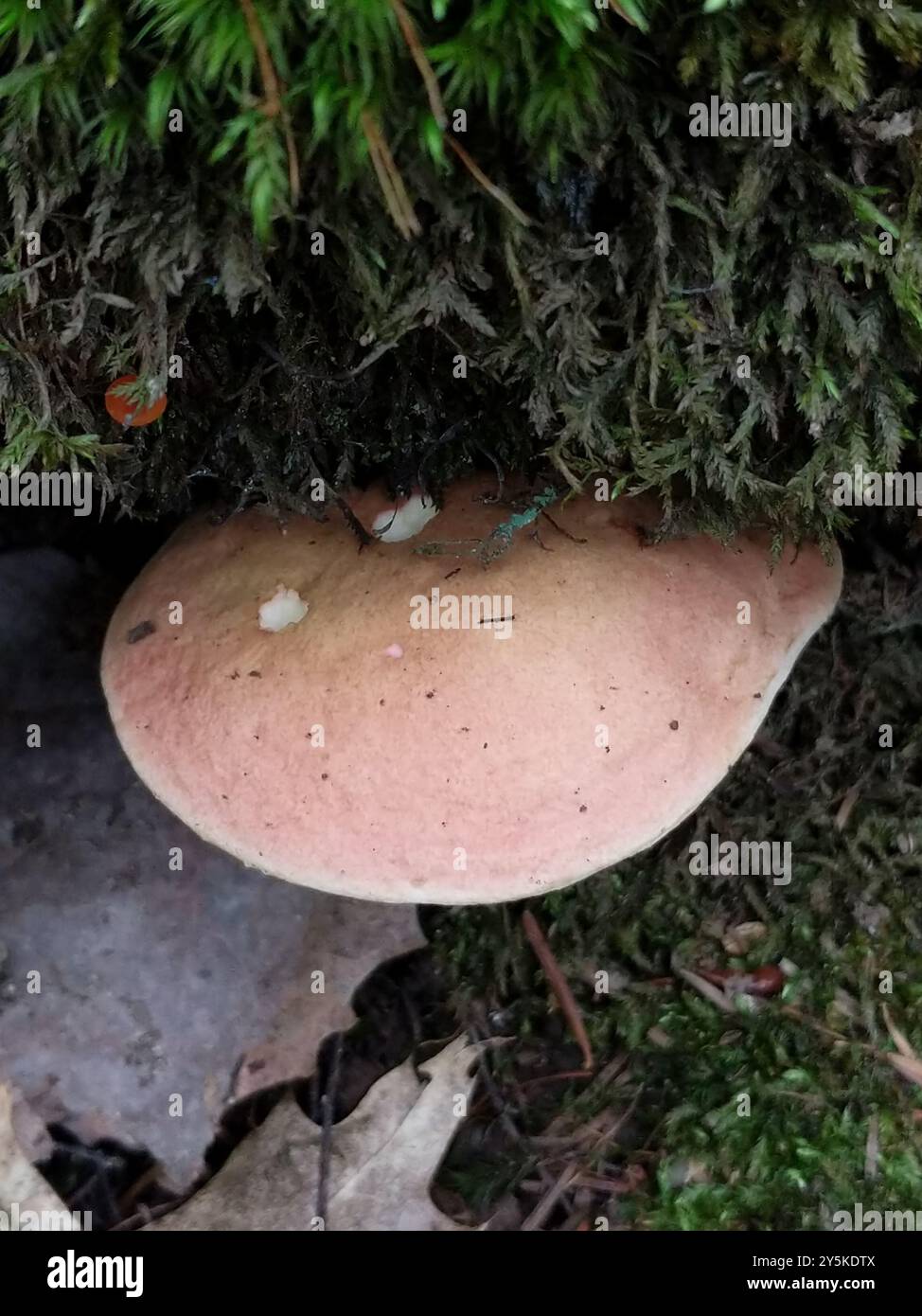 boletes (Boletaceae) Fungi Stock Photo - Alamy