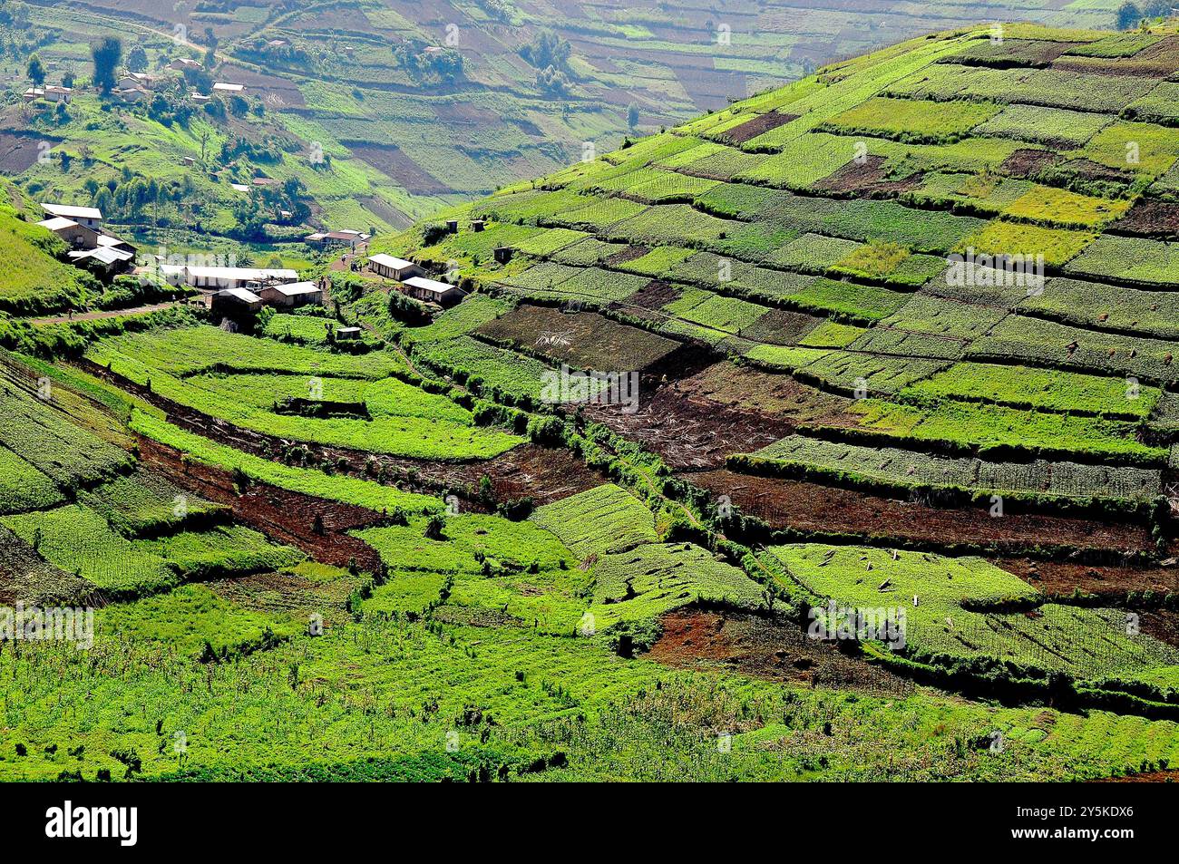 Kisoro terraces Uganda Stock Photo - Alamy