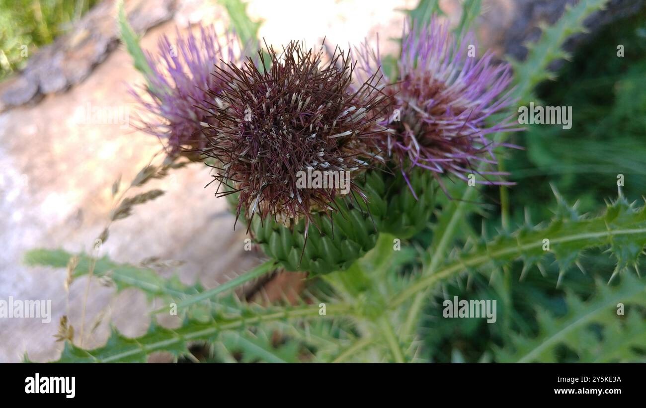 dwarf thistle (Cirsium drummondii) Plantae Stock Photo - Alamy