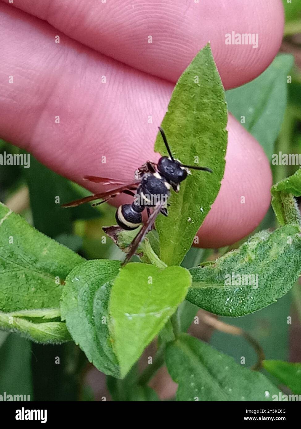 Typical Weevil Wasps and Allies (Cerceris) Insecta Stock Photo - Alamy