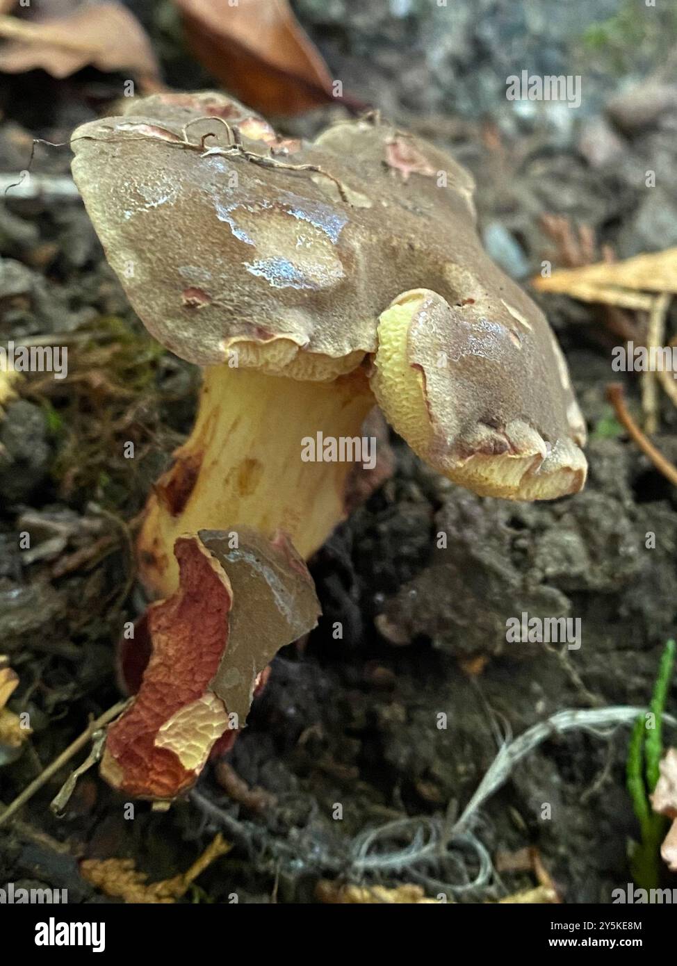 Red-cracking Bolete (Xerocomellus chrysenteron) Fungi Stock Photo - Alamy