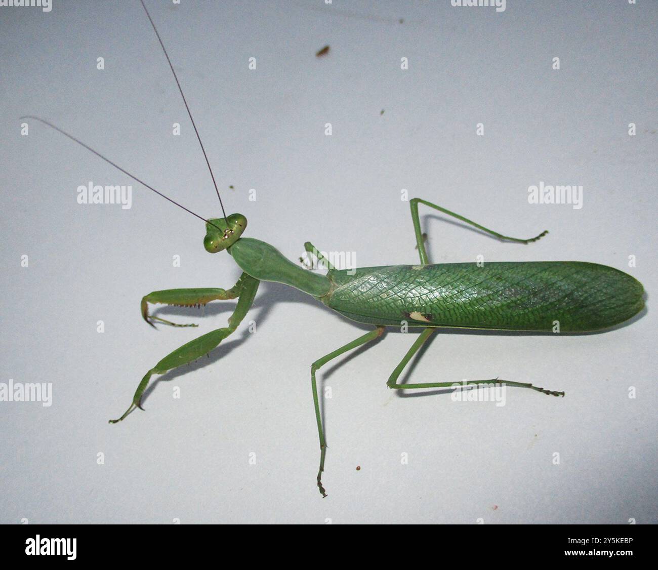 Large Green Praying Mantises (Sphodromantis) Insecta Stock Photo - Alamy