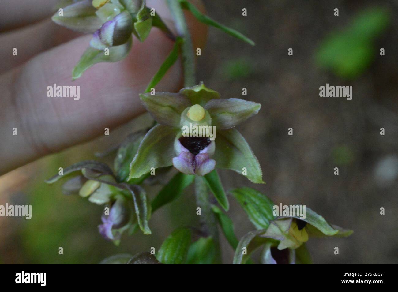 Broad-leaved helleborine (Epipactis helleborine) Plantae Stock Photo ...