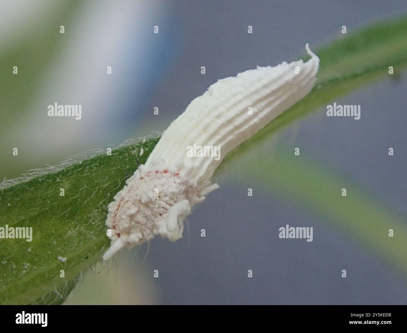 Giant Scale Insects (Monophlebidae) Insecta Stock Photo - Alamy