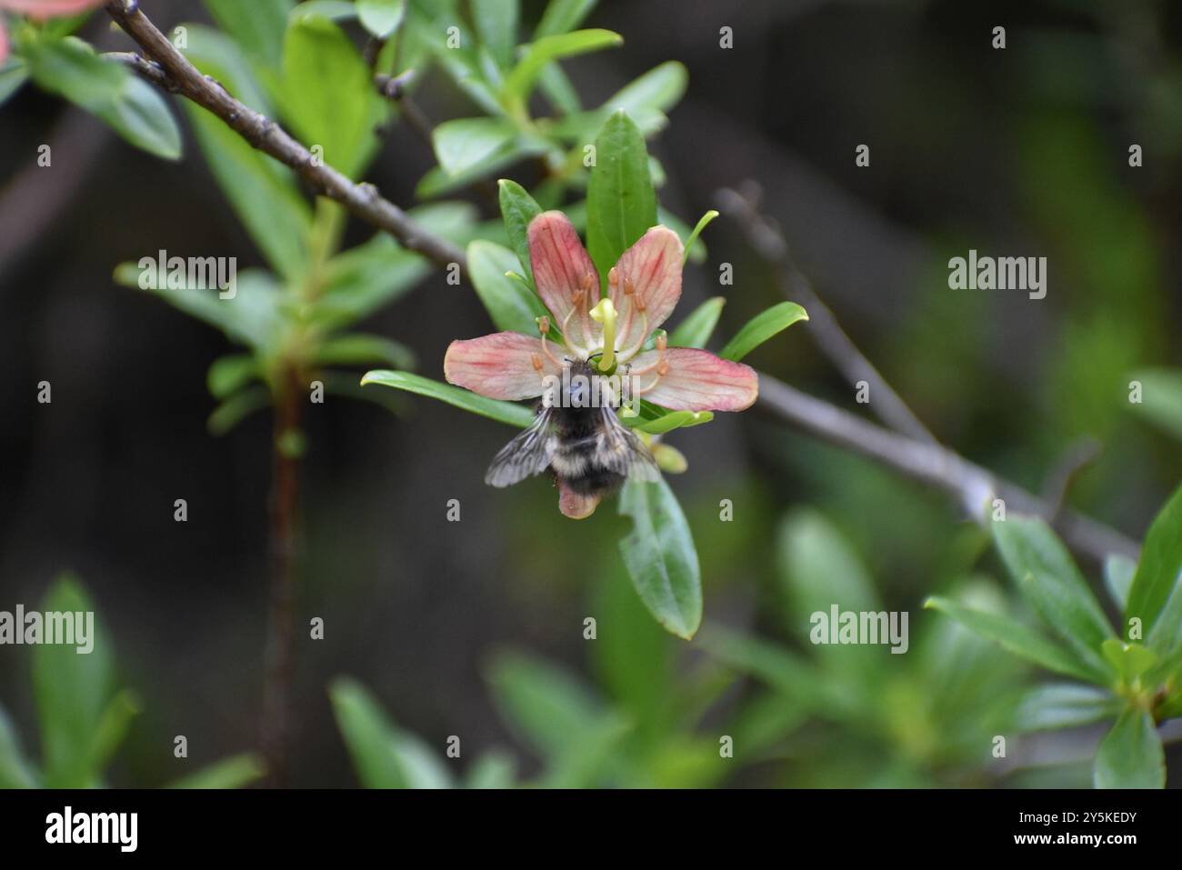 Sitka Bumble Bee (Bombus sitkensis) Insecta Stock Photo - Alamy