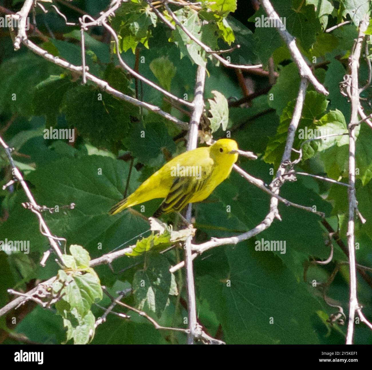 Yellow Warbler (Setophaga petechia) Aves Stock Photo - Alamy