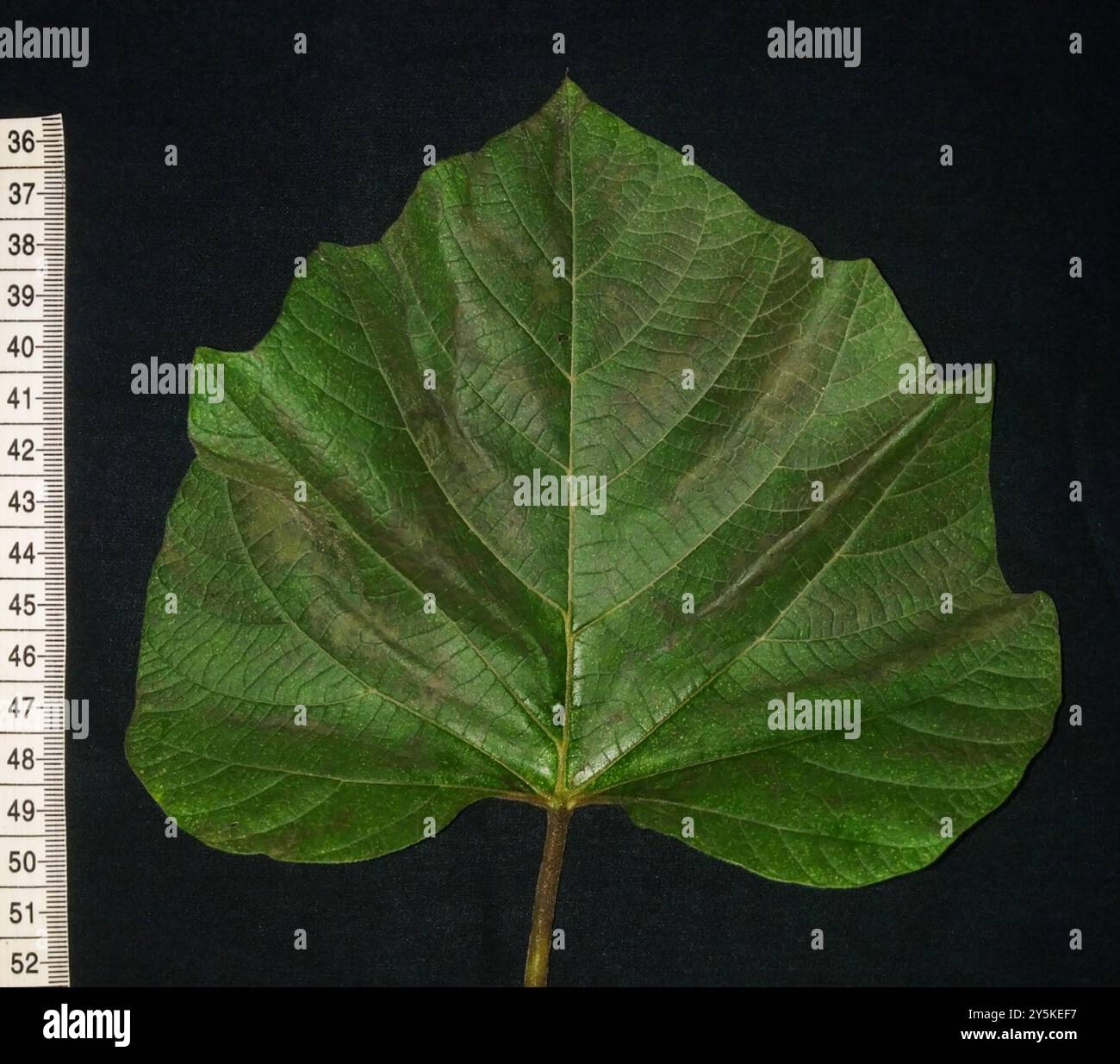 (Operculina ventricosa) Plantae Stock Photo - Alamy