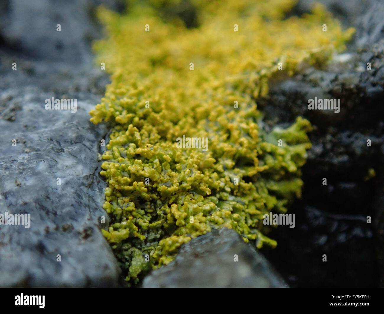 Polycauliona hi-res stock photography and images - Alamy
