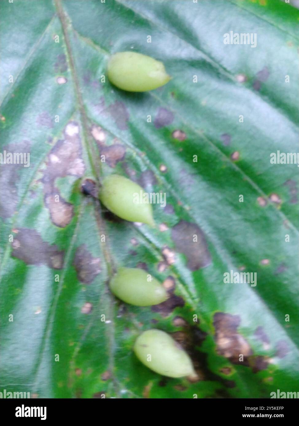 Beech Gall Midge (Mikiola fagi) Insecta Stock Photo - Alamy