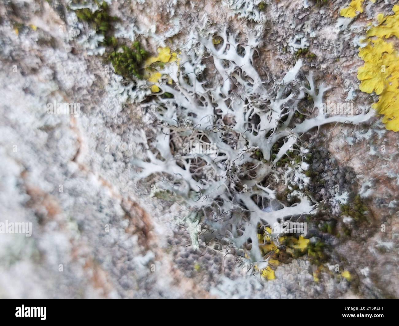 Great Ciliated Lichen (Anaptychia ciliaris) Fungi Stock Photo - Alamy