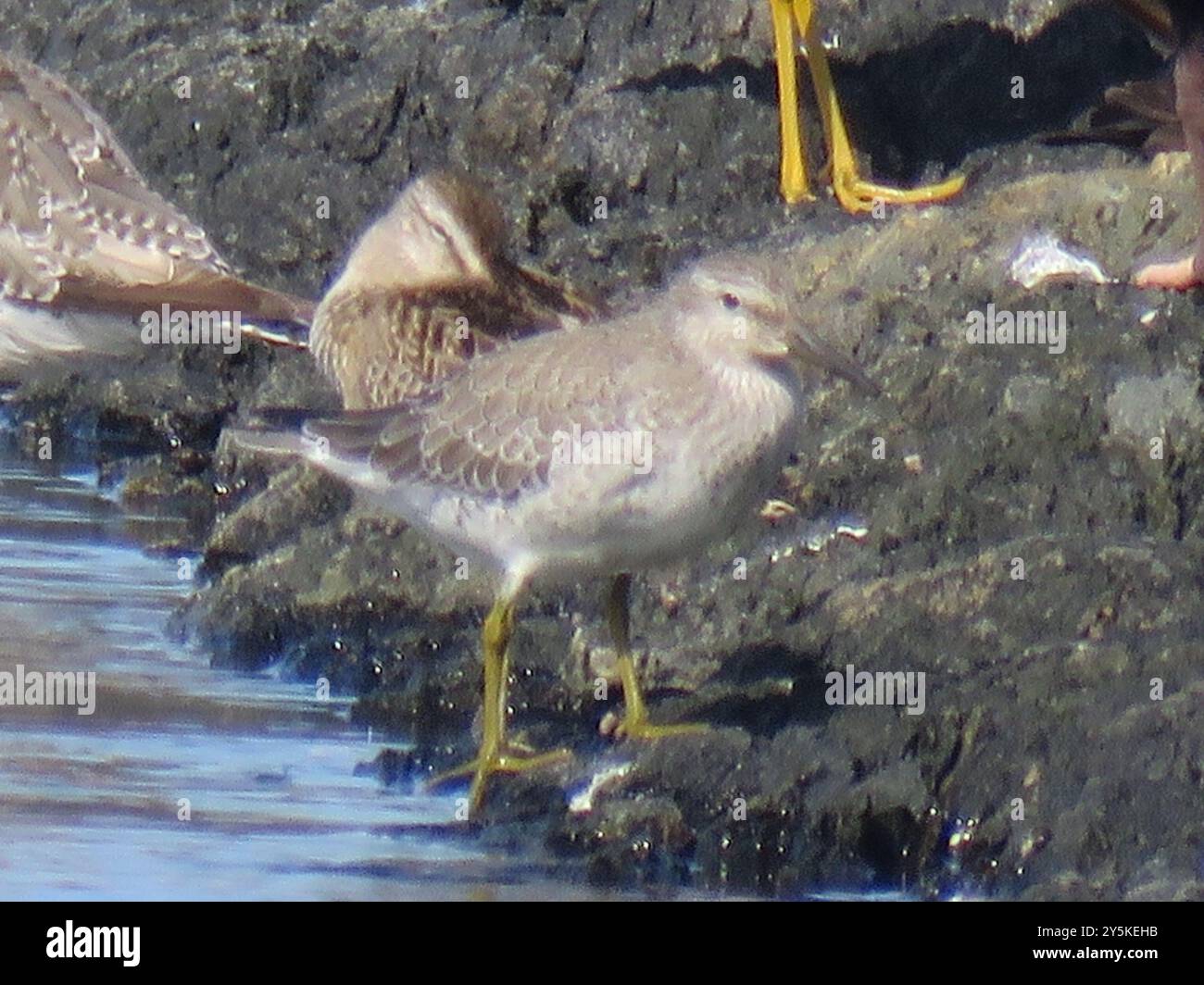 Red Knot (Calidris canutus) Aves Stock Photo - Alamy