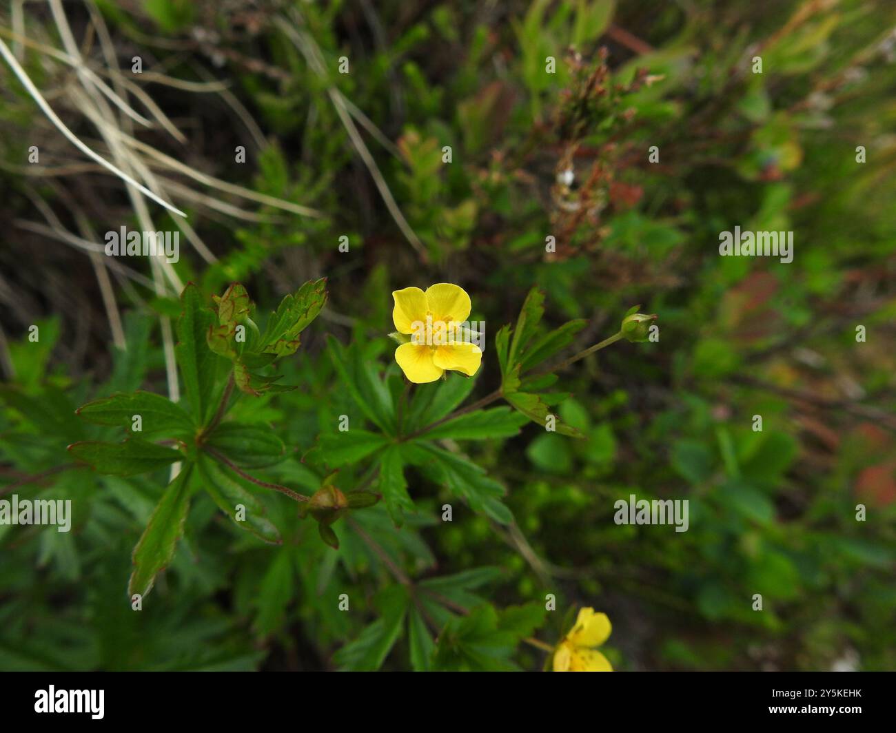 Tormentil (Potentilla erecta) Plantae Stock Photo - Alamy