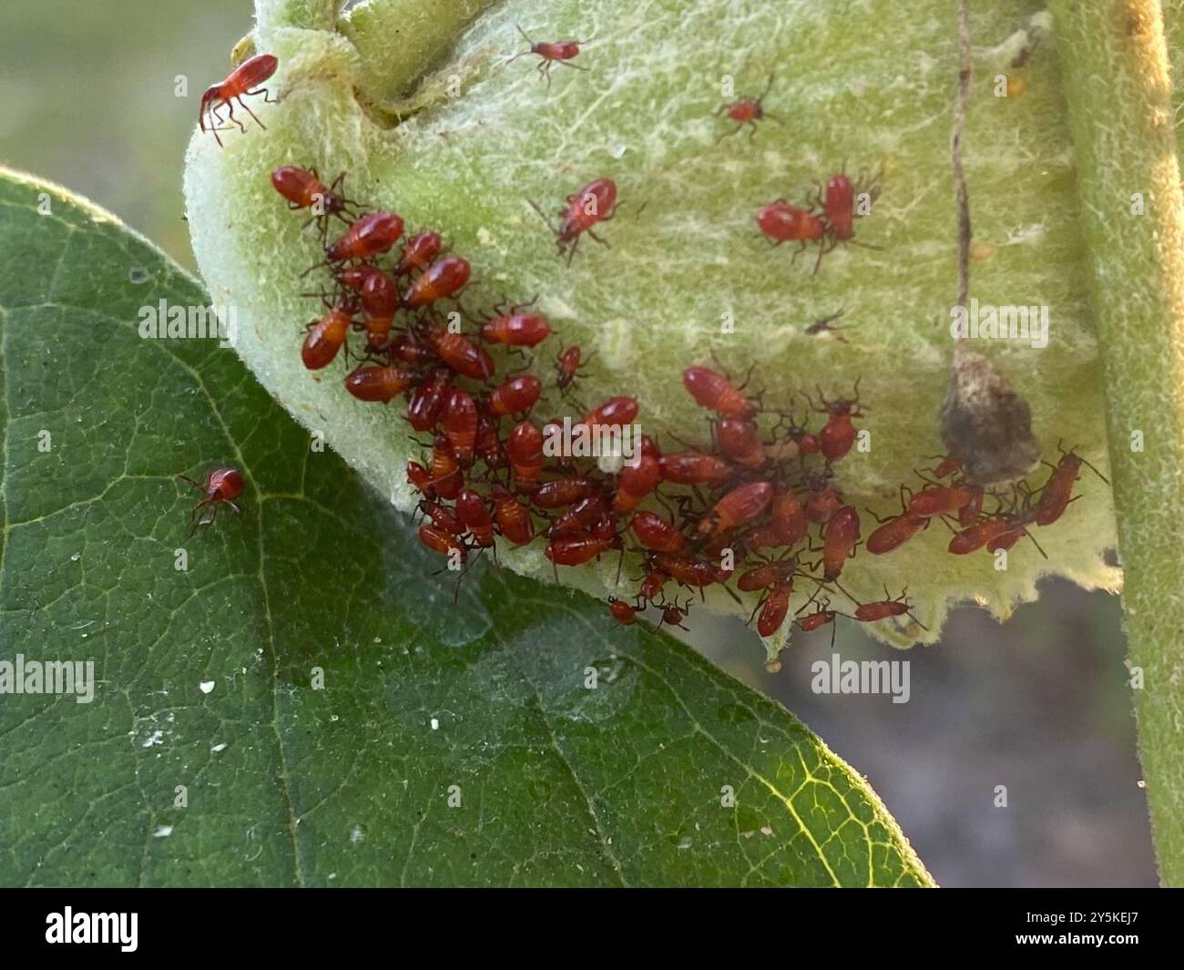 True Bugs, Hoppers, Aphids, and allies (Hemiptera) Insecta Stock Photo ...