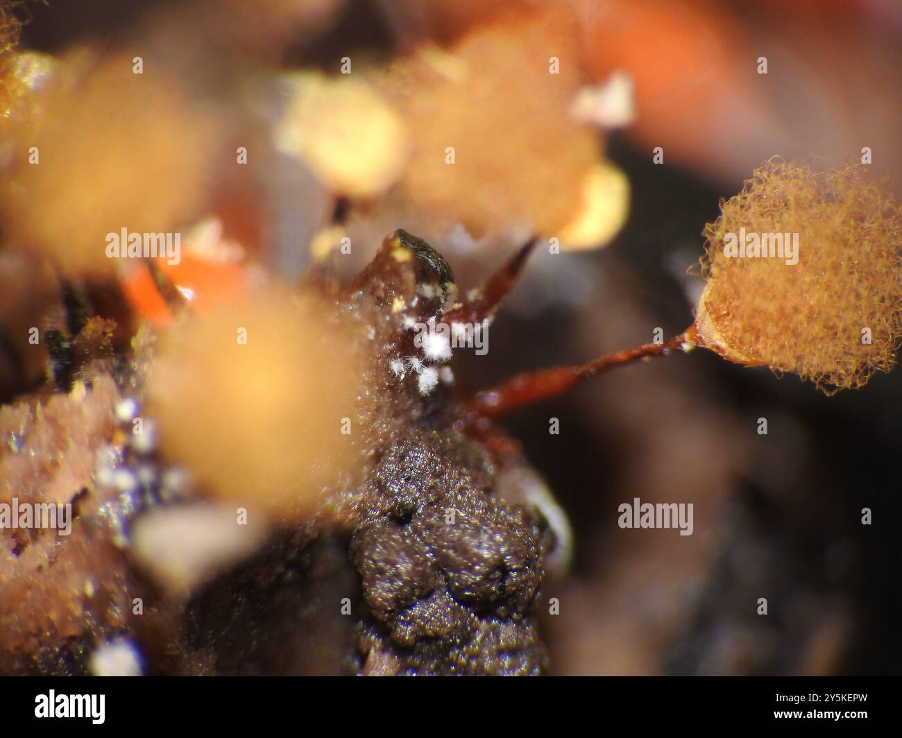 Push Pin Slime Mold (Hemitrichia calyculata) Protozoa Stock Photo - Alamy