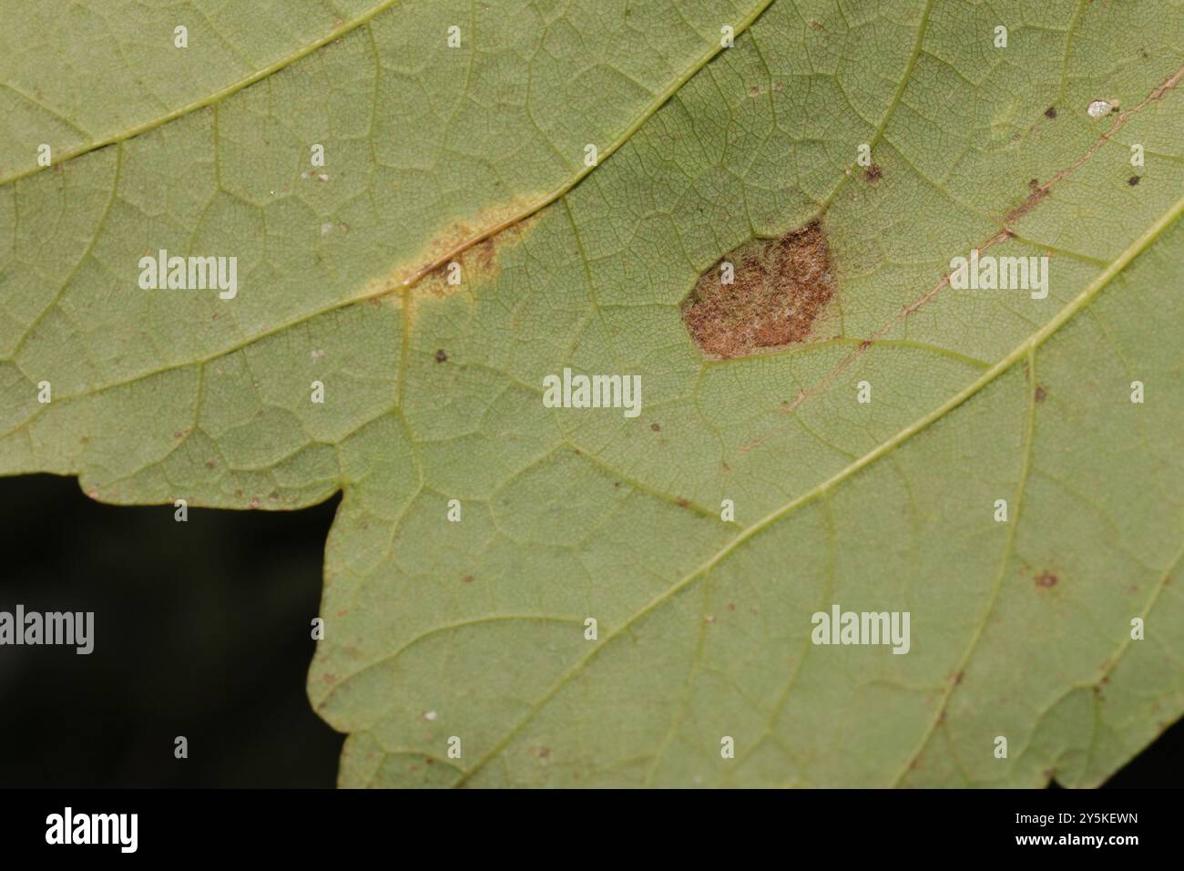 Sycamore Felt Gall Mite (Aceria pseudoplatani) Arachnida Stock Photo ...