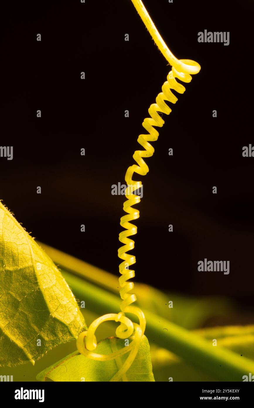 A design of a telephone cord in a plant Stock Photo - Alamy