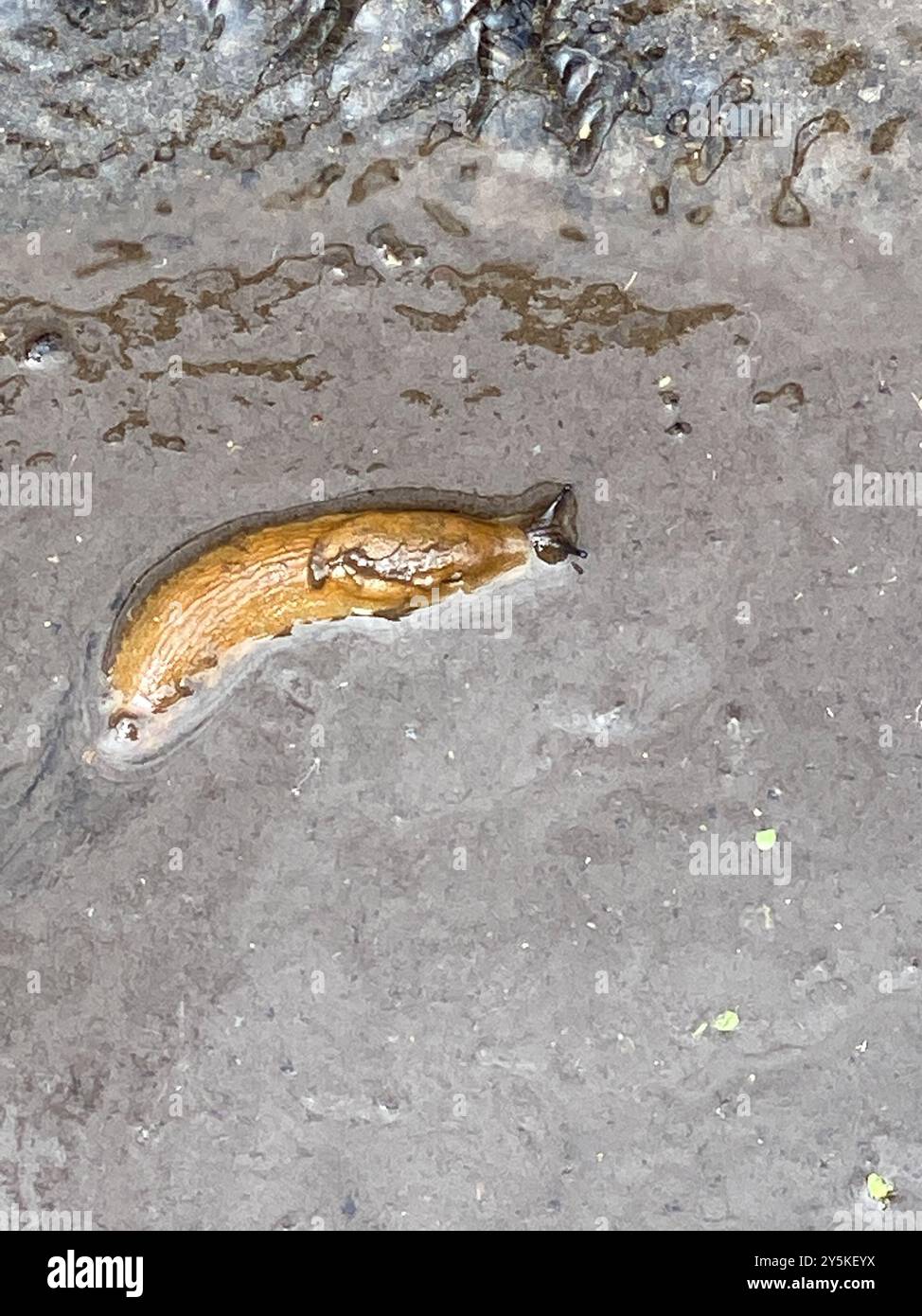 Western Dusky Slug (Arion subfuscus) Mollusca Stock Photo - Alamy