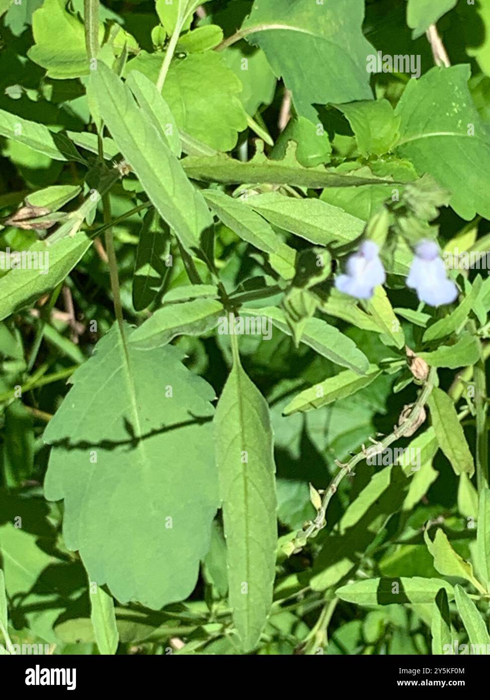 Mintweed (Salvia reflexa) Plantae Stock Photo - Alamy