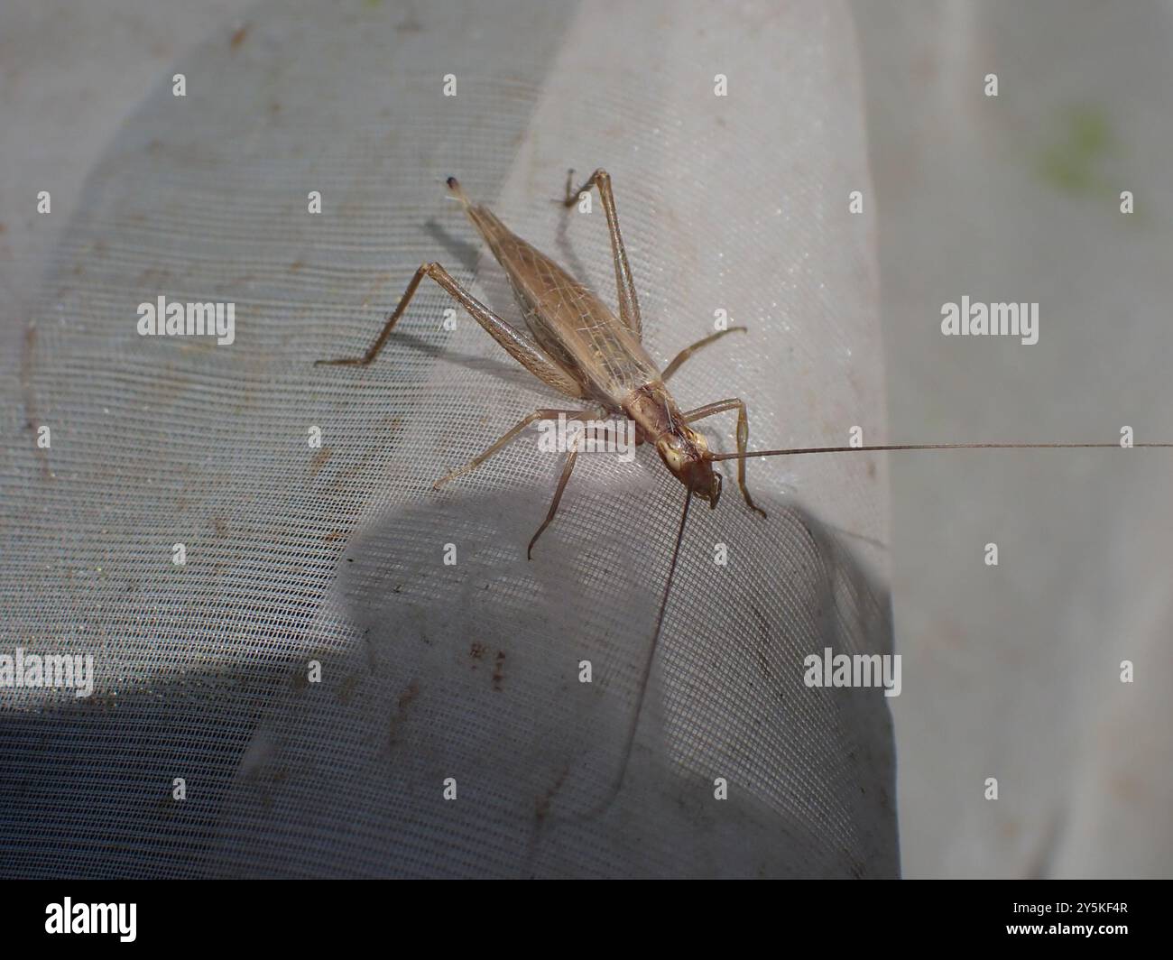 Italian Tree Cricket (Oecanthus pellucens) Insecta Stock Photo - Alamy