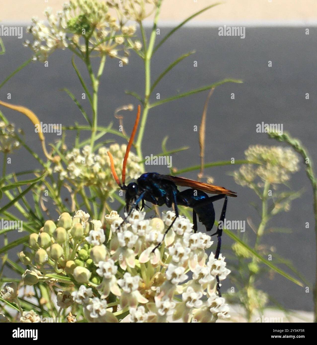 New World Tarantula-hawk Wasps (Pepsis) Insecta Stock Photo - Alamy