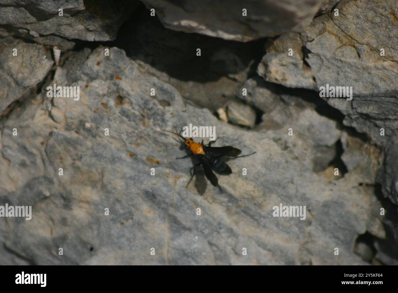 Spider Wasps (Pompilidae) Insecta Stock Photo - Alamy