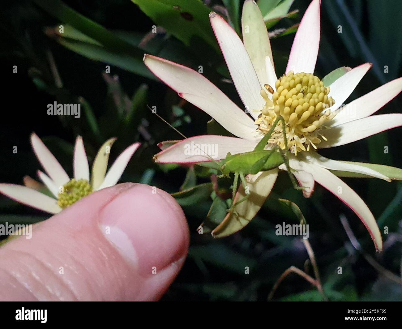 Australian Common Garden Katydid (Caedicia simplex) Insecta Stock Photo ...