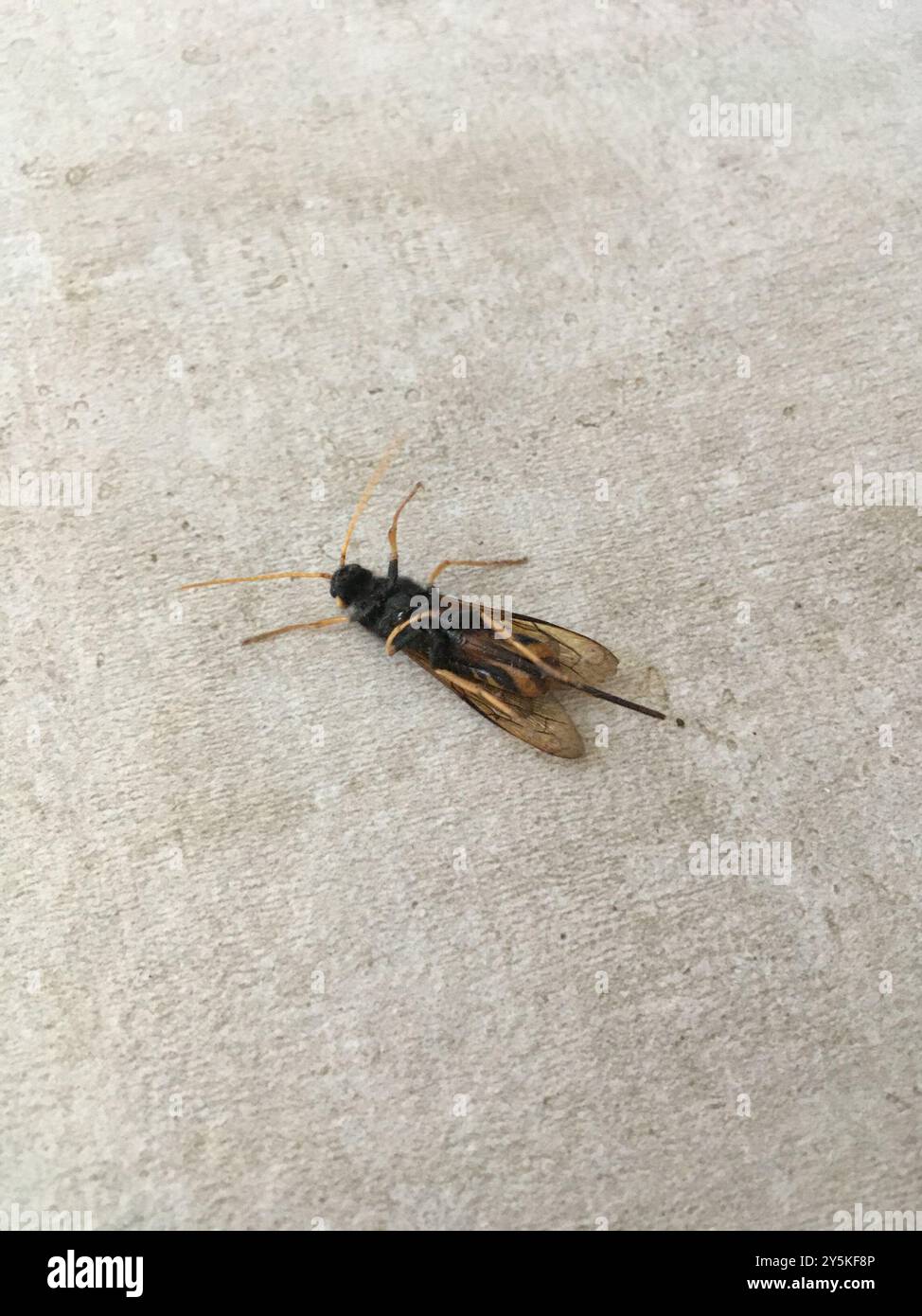 Horntails hi-res stock photography and images - Alamy