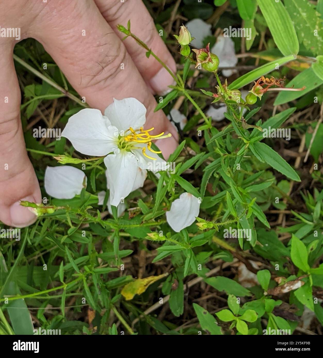 Maryland meadowbeauty (Rhexia mariana) Plantae Stock Photo - Alamy