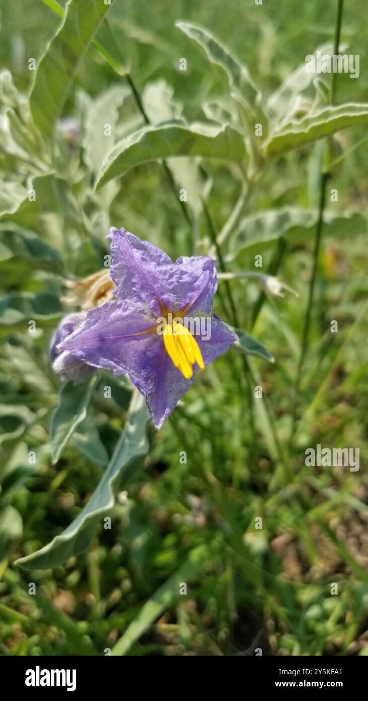 silverleaf nightshade (Solanum elaeagnifolium) Plantae Stock Photo - Alamy
