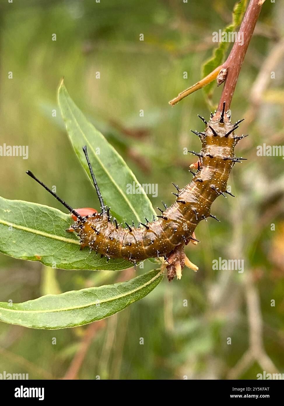 Spiny Oakworm Moth (Anisota stigma) Insecta Stock Photo - Alamy