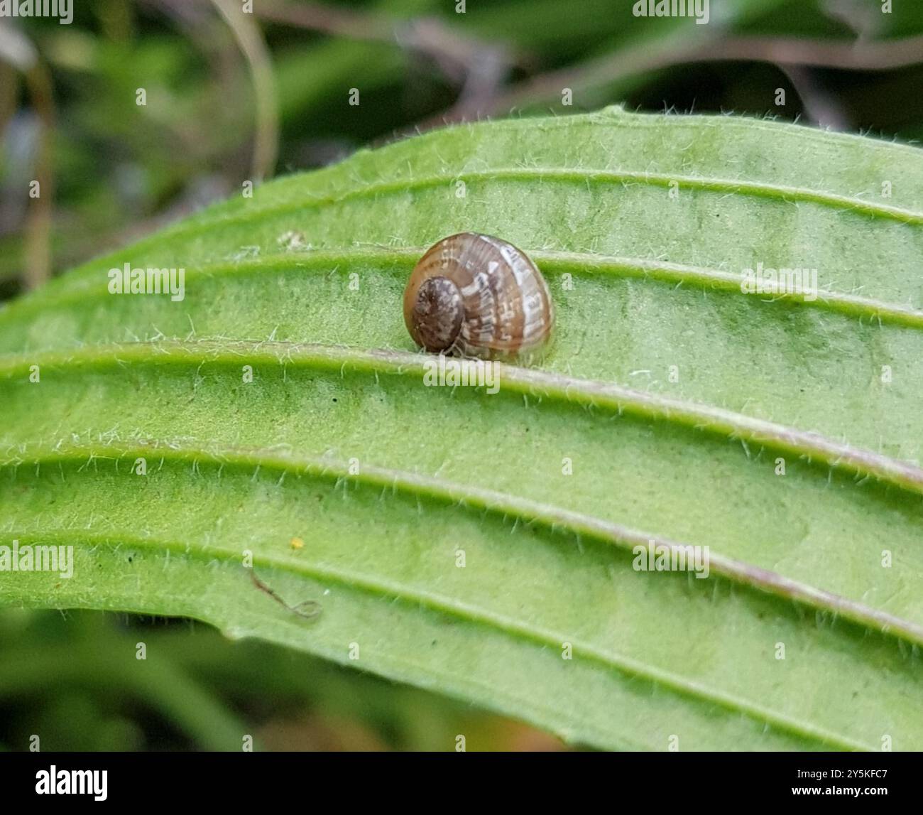 Garden Snail (Cornu aspersum) Mollusca Stock Photo - Alamy