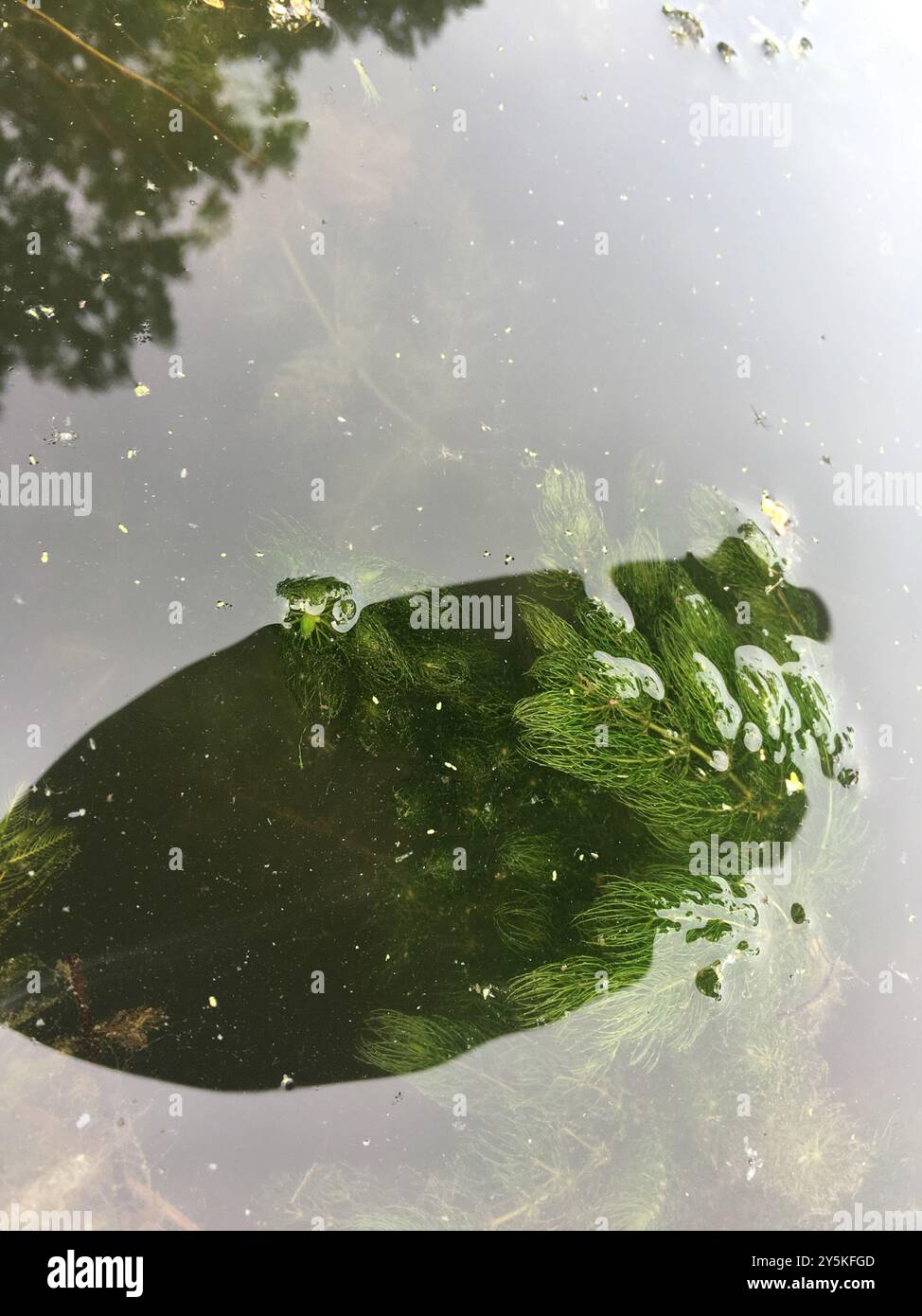 coontail (Ceratophyllum demersum) Plantae Stock Photo - Alamy