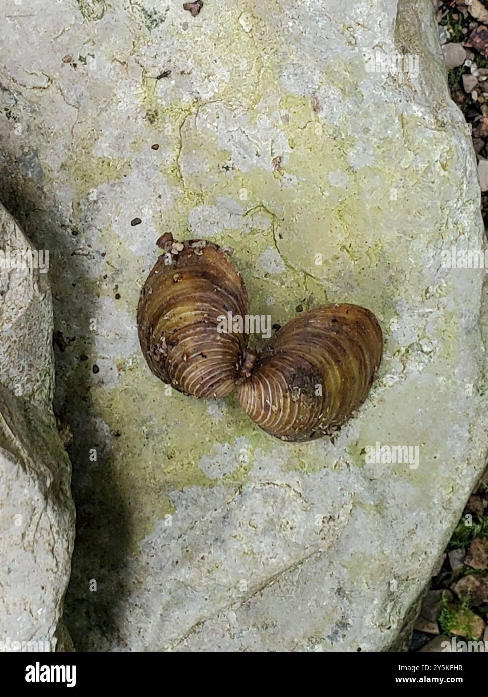 Asian Clam (Corbicula fluminea) Mollusca Stock Photo - Alamy