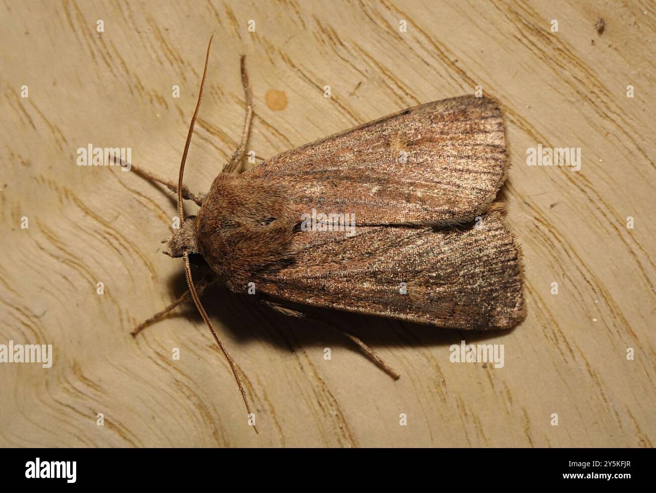 Square-spot Rustic (Xestia xanthographa) Insecta Stock Photo - Alamy