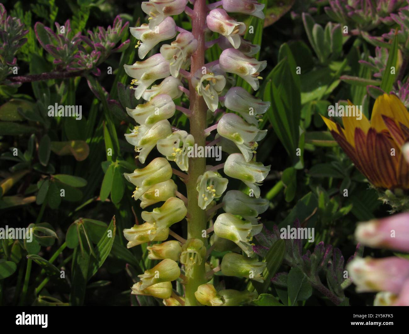 Pale Viooltjie (Lachenalia pallida) Plantae Stock Photo - Alamy
