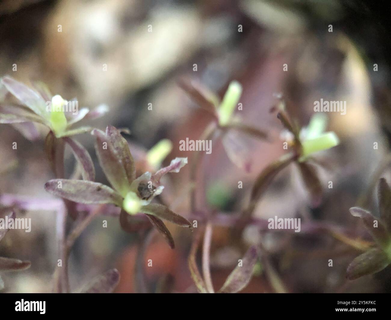crane-fly orchid (Tipularia discolor) Plantae Stock Photo - Alamy