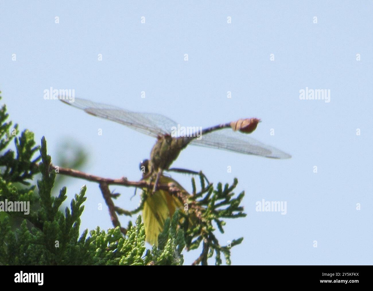 Flag-tailed Spinyleg (Dromogomphus spoliatus) Insecta Stock Photo - Alamy
