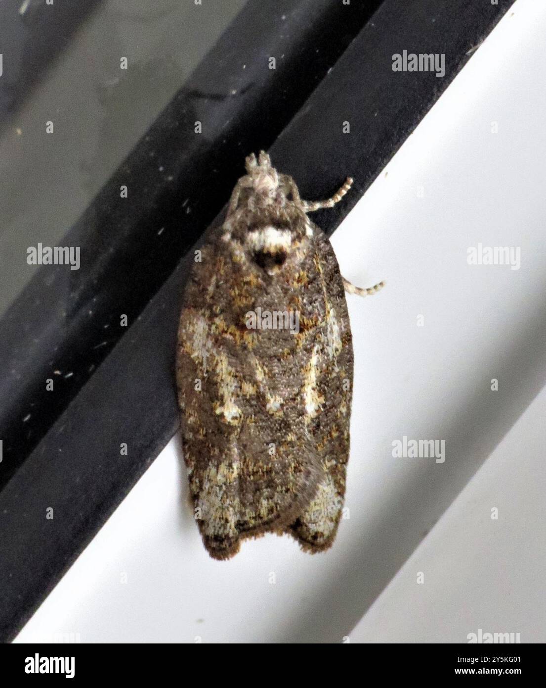 Eastern Black-headed Budworm Moth (Acleris variana) Insecta Stock Photo ...