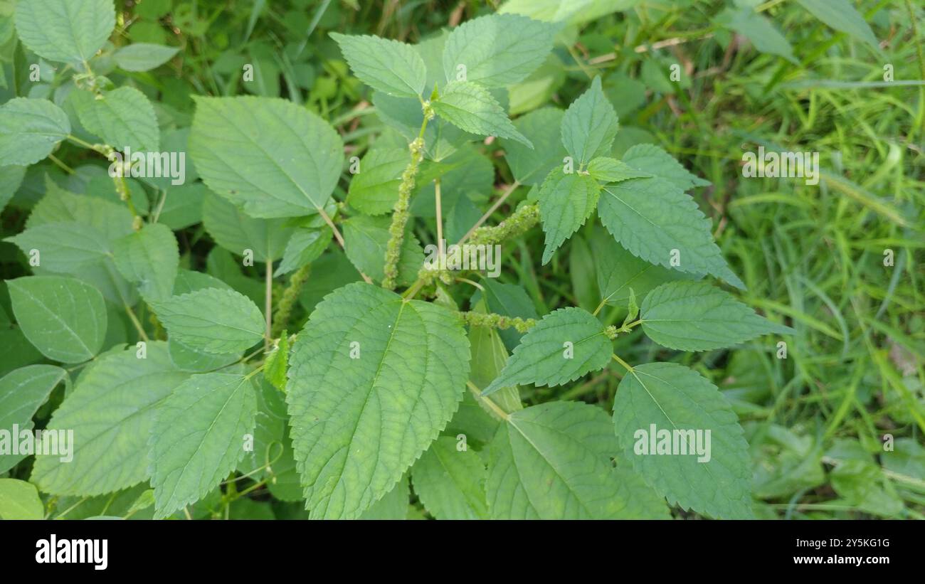 false nettle (Boehmeria cylindrica) Plantae Stock Photo - Alamy