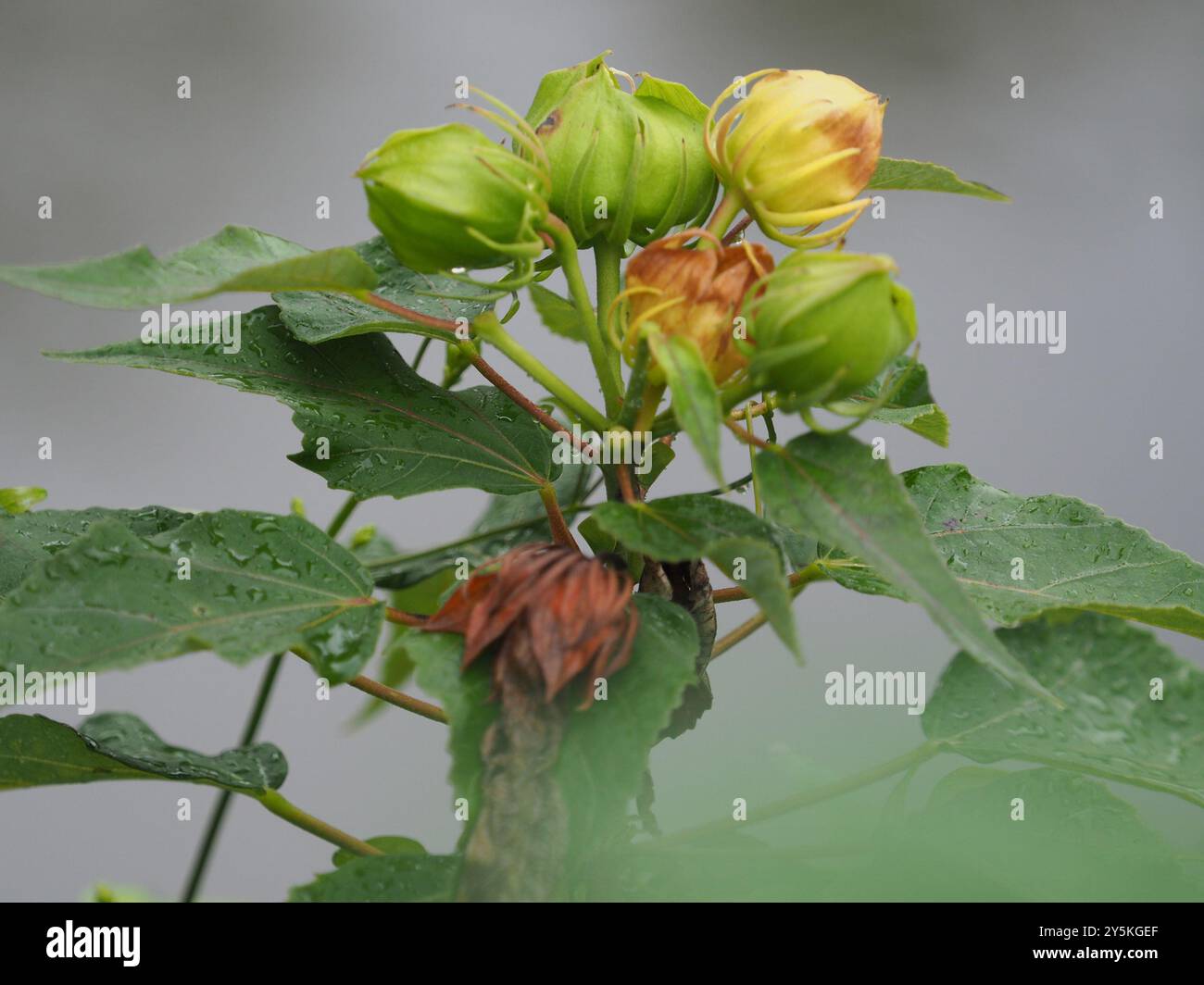 swamp rose mallow (Hibiscus moscheutos) Plantae Stock Photo - Alamy