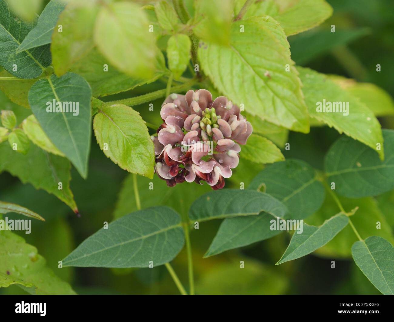 American groundnut (Apios americana) Plantae Stock Photo - Alamy